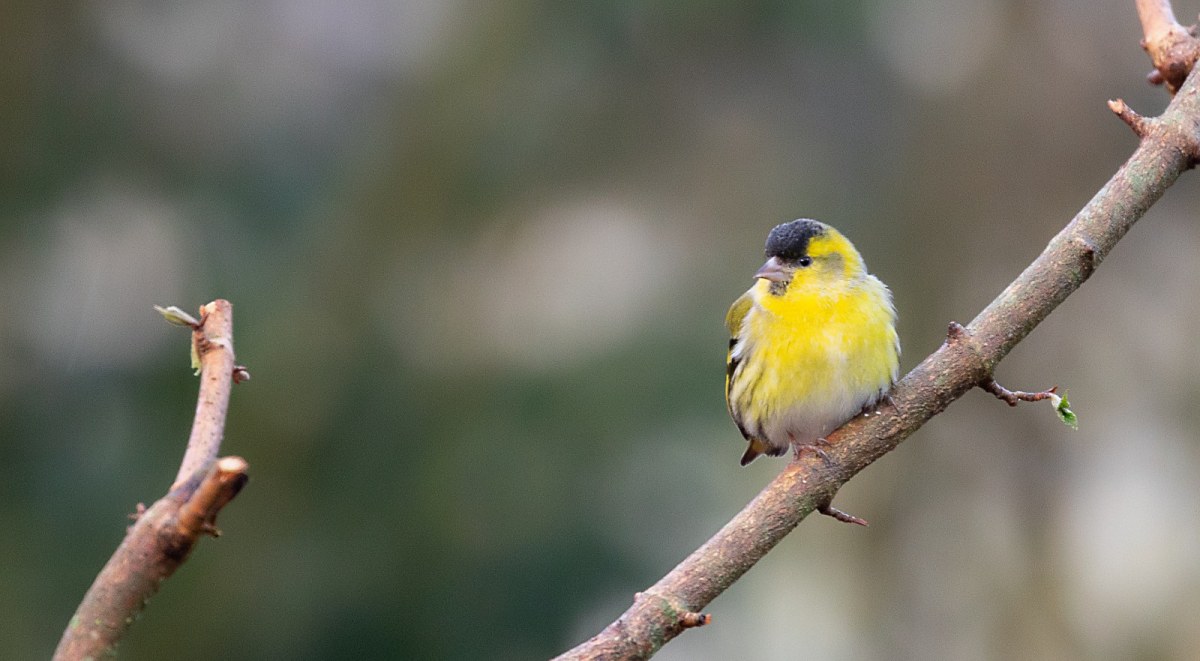 Door de lens – de sijs – Hans Brongers Buitenfotografie